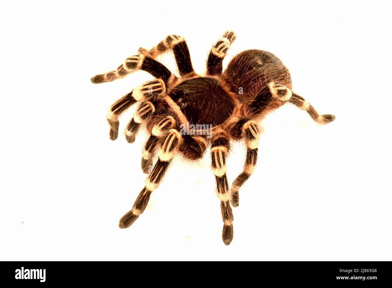 Costa-Rican stripped-knee Tarentula on white background Stock Photo - Alamy