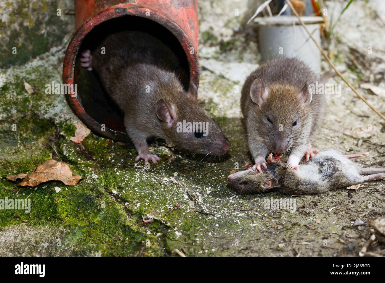 Brown rat eating a House mouse France Stock Photo - Alamy