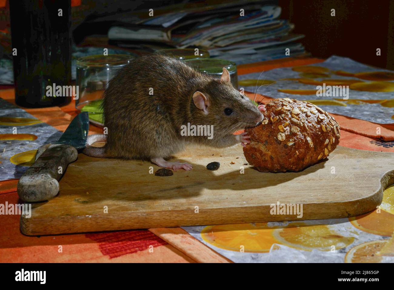 Common rat eating hi-res stock photography and images - Alamy