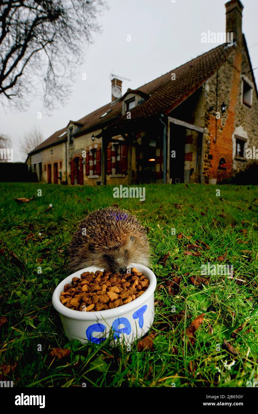 European Hedgehog eating cat food France Stock Photo - Alamy