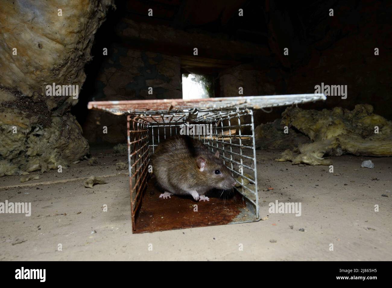 Brown rat in a rat trap France Stock Photo - Alamy