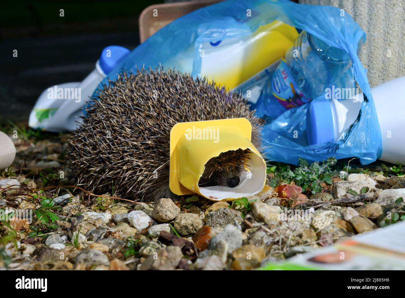 Animal stuck in pot hi-res stock photography and images - Alamy