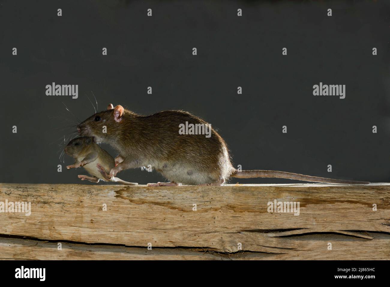 Brown rat female carrying a cub France Stock Photo - Alamy