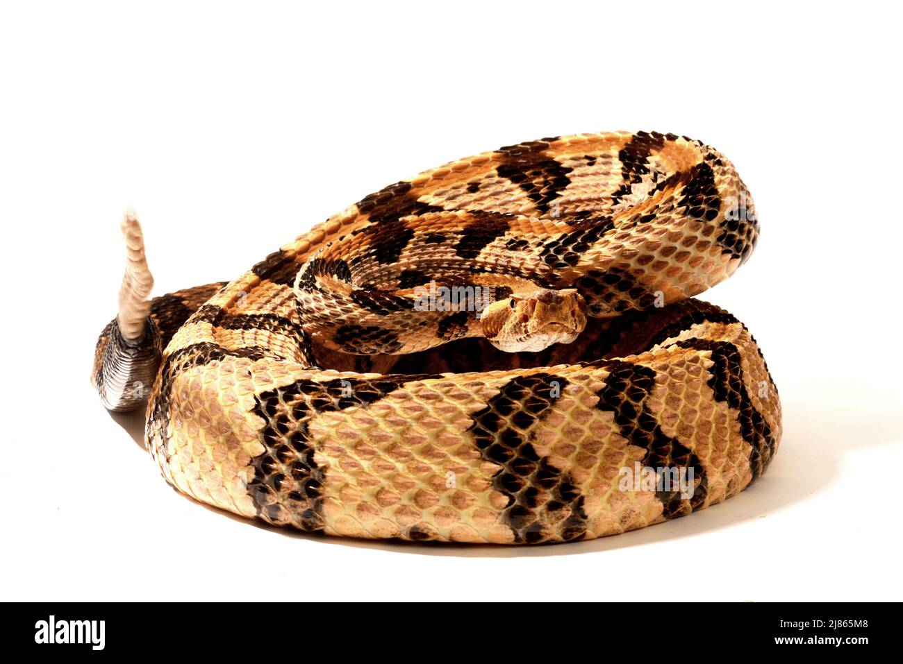 Timber rattlesnake on white background Stock Photo - Alamy