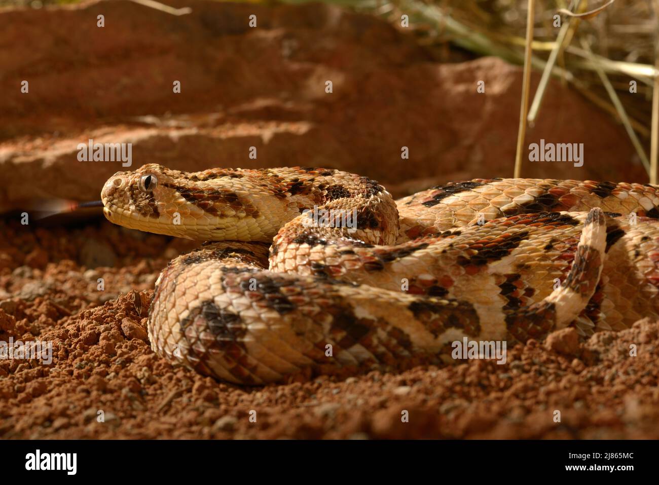 Puff adder in terrarium Stock Photo - Alamy