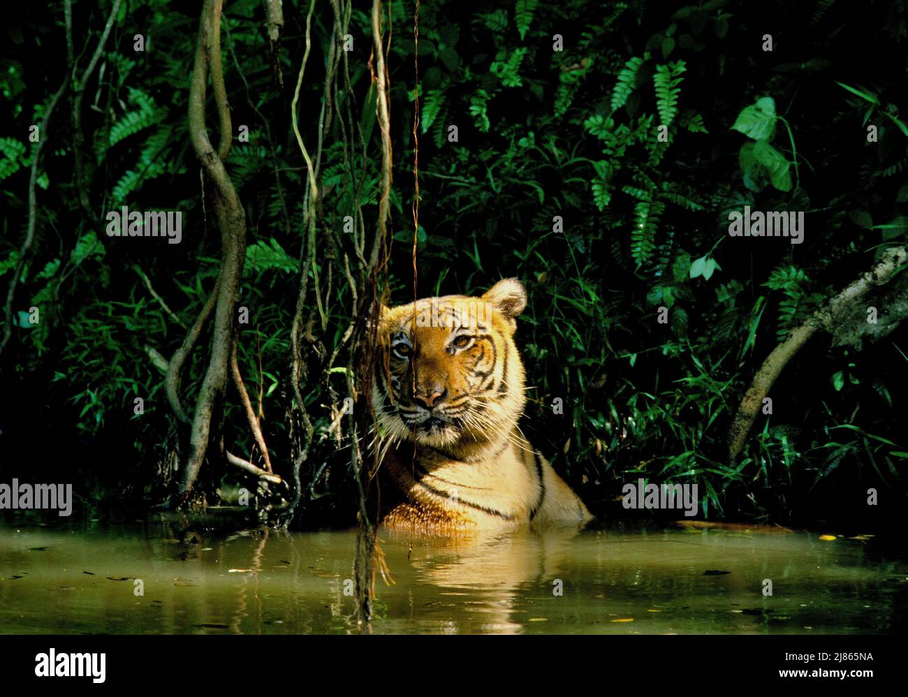 Malaysian Tiger in water - Malaysia Stock Photo - Alamy