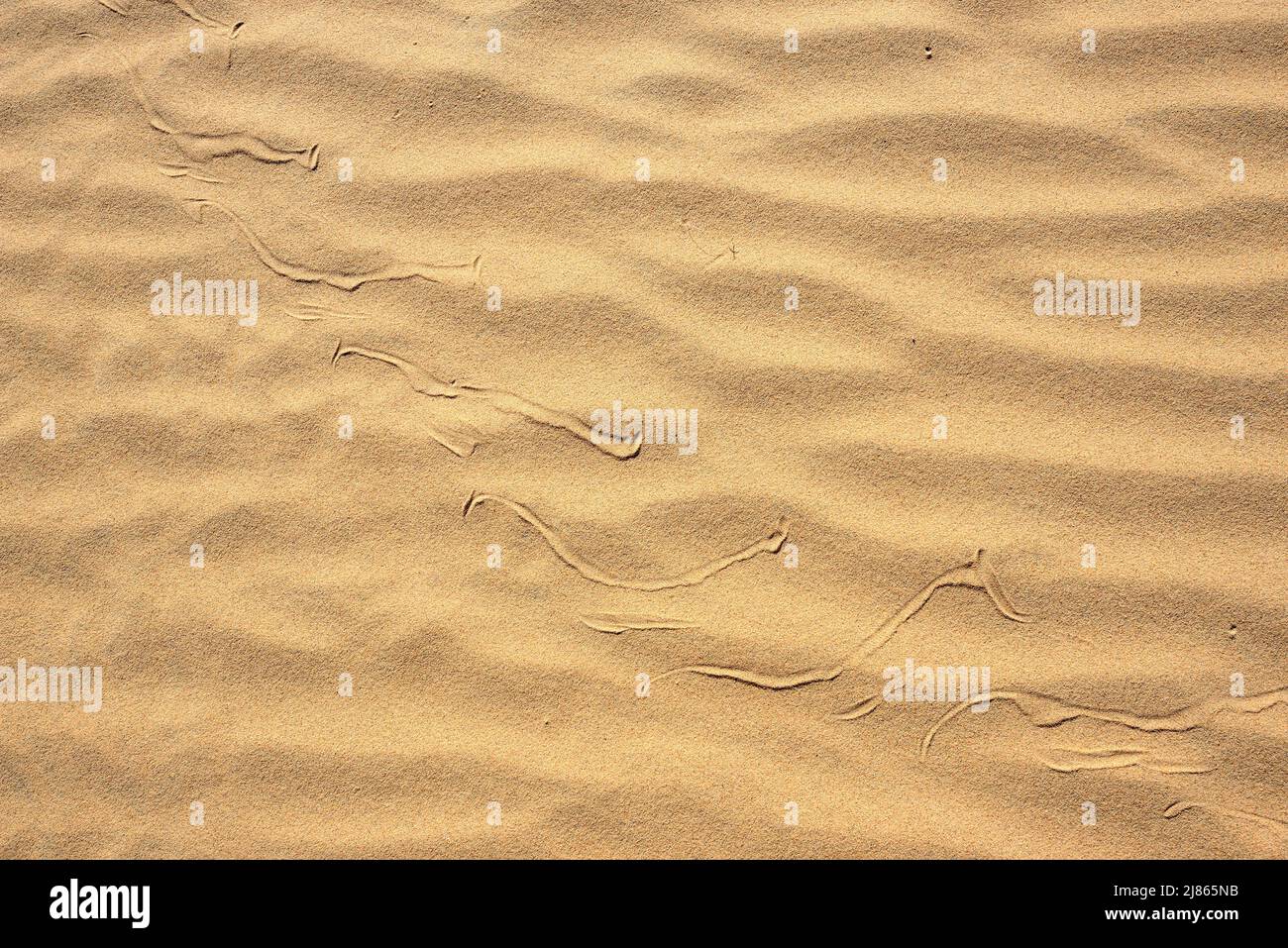 Sidewinder Horned rattle snake tracks on sand - California Stock Photo ...