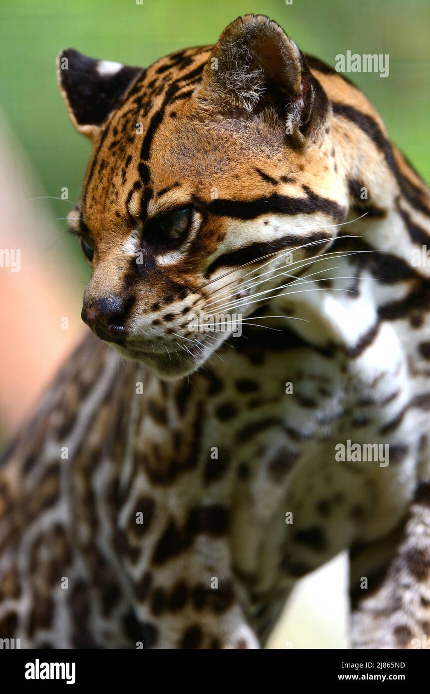 Portrait of Ocelot - French Guiana Stock Photo - Alamy