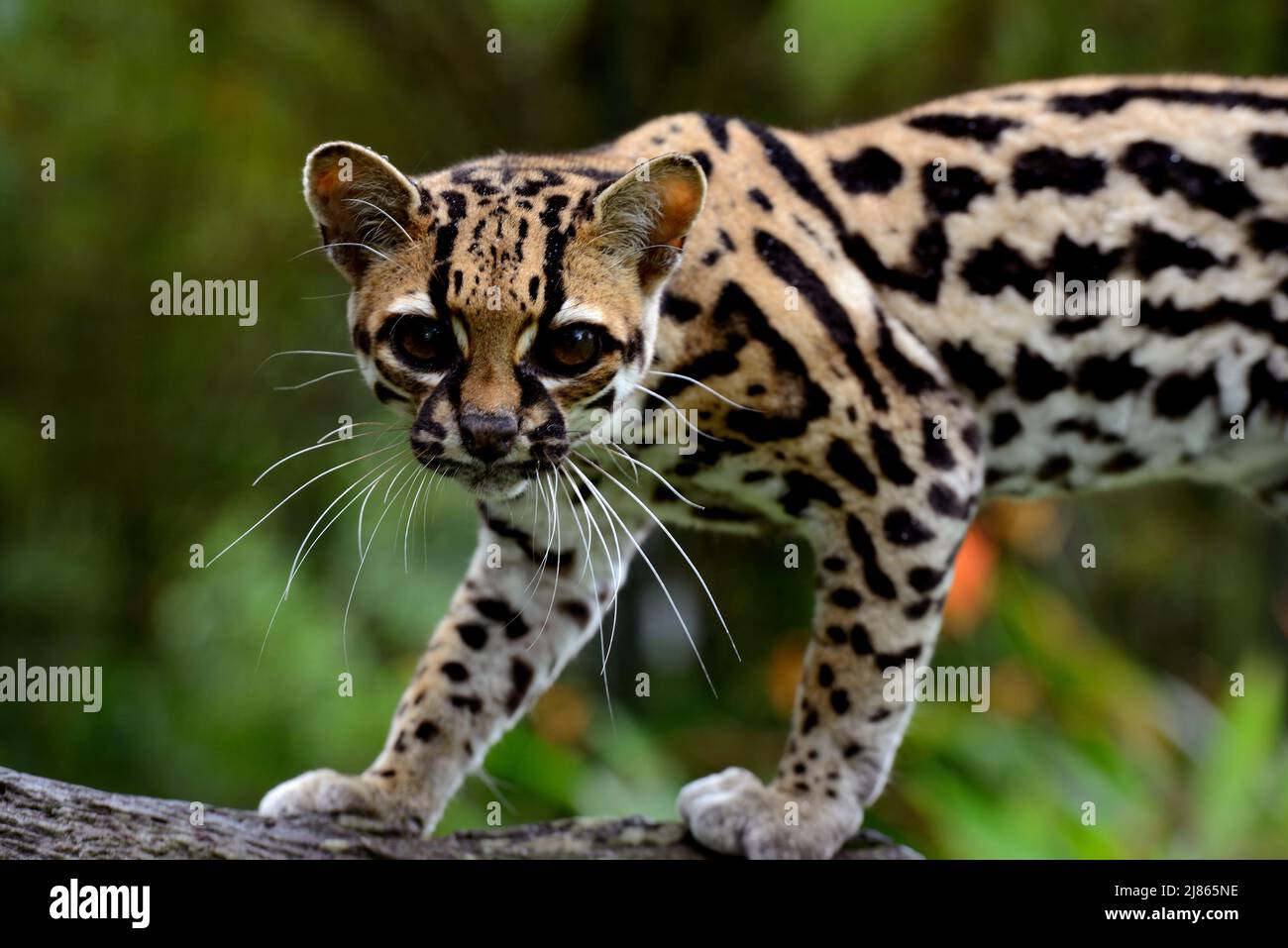 Portrait of Oncilla on a lying trunk - French Guiana Stock Photo - Alamy