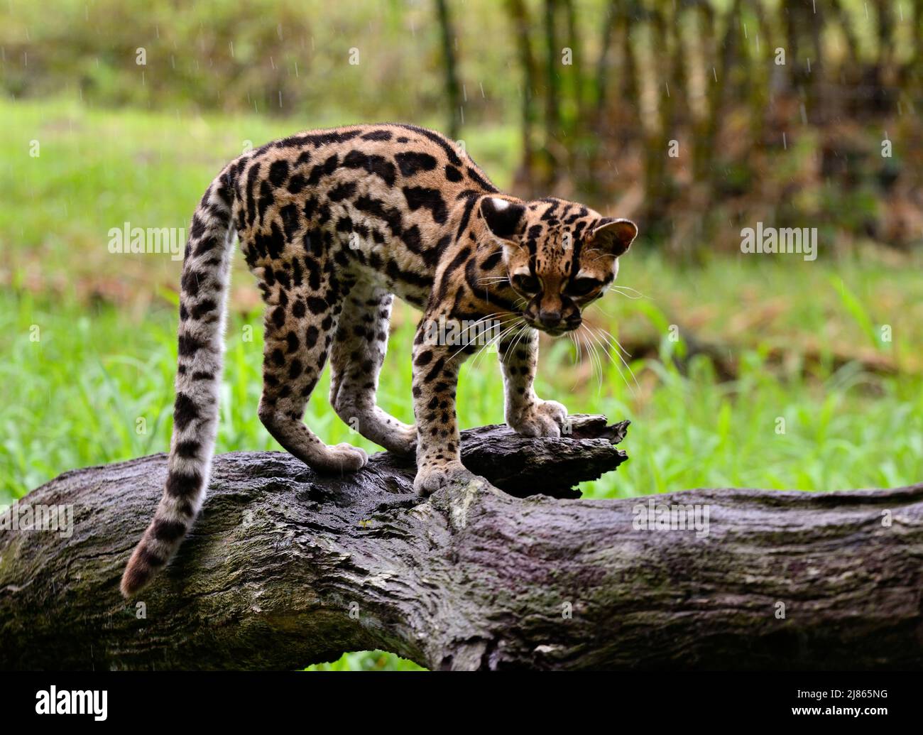 Oncilla on a lying trunk - French Guiana Stock Photo - Alamy