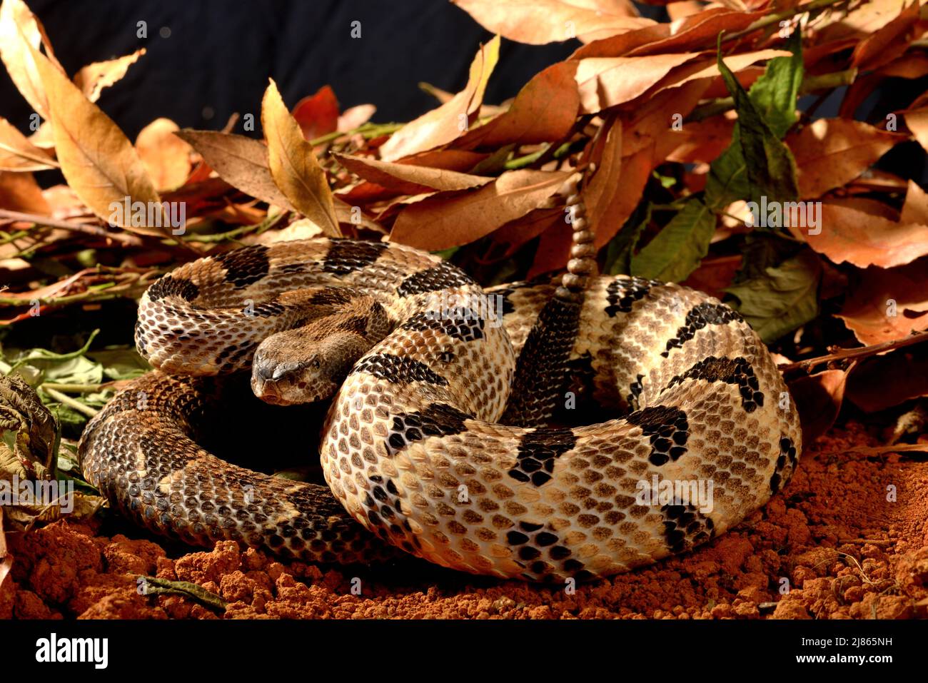 Timber rattlesnake in terrarium Stock Photo - Alamy
