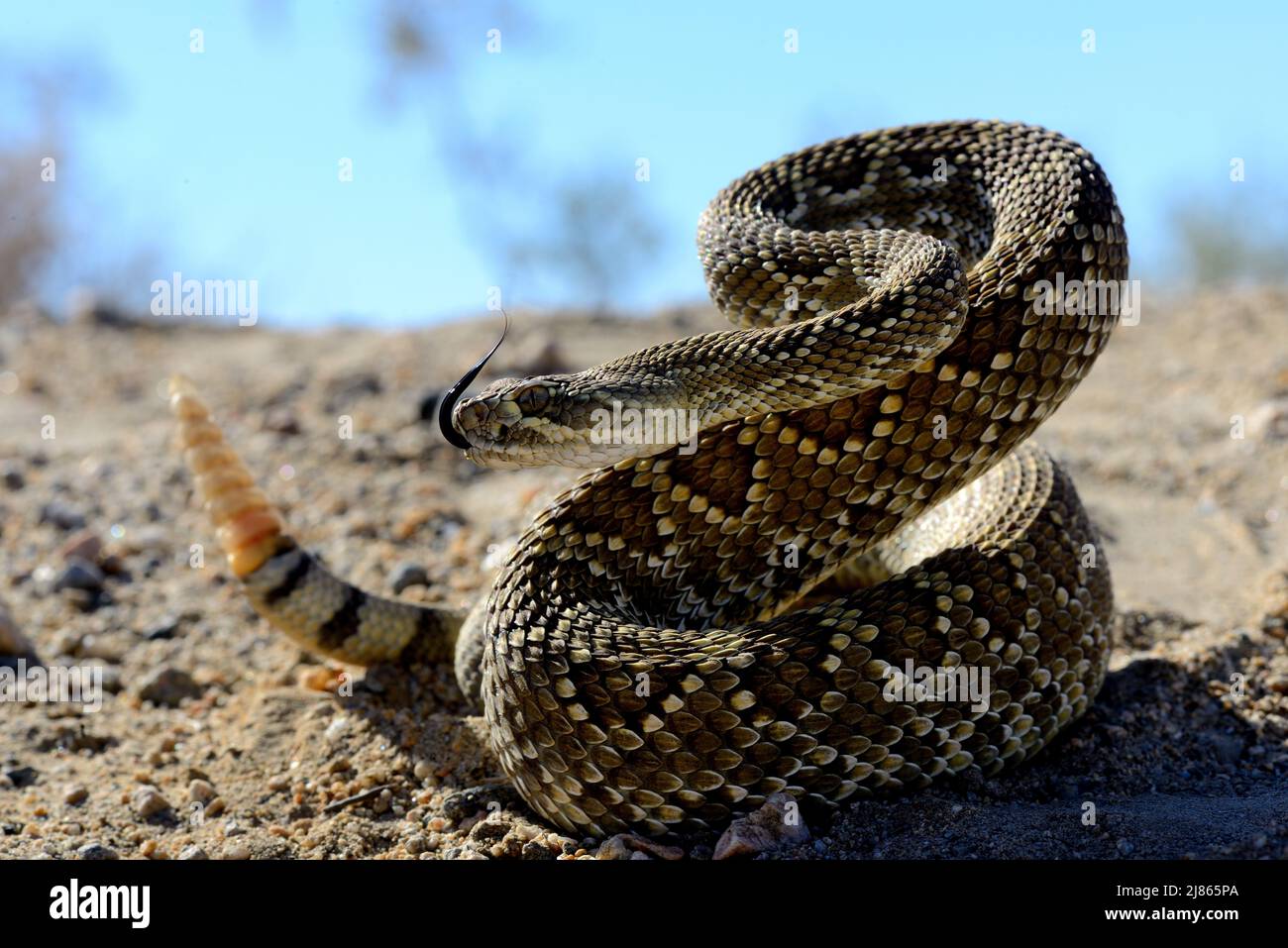 Rattlesnake crotalus scutulatus hi-res stock photography and images - Alamy