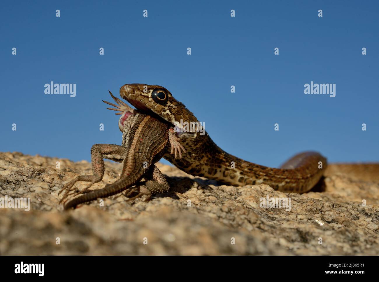 Red racer eating Sceloporus - Catalina foothill Arizona Stock Photo - Alamy