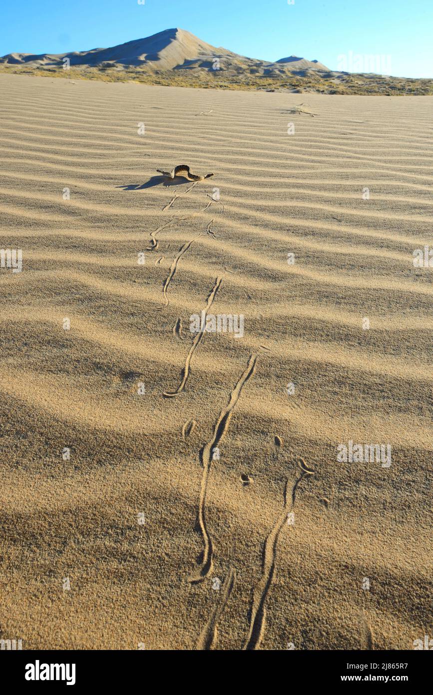 Sidewinder snake sand hi-res stock photography and images - Alamy