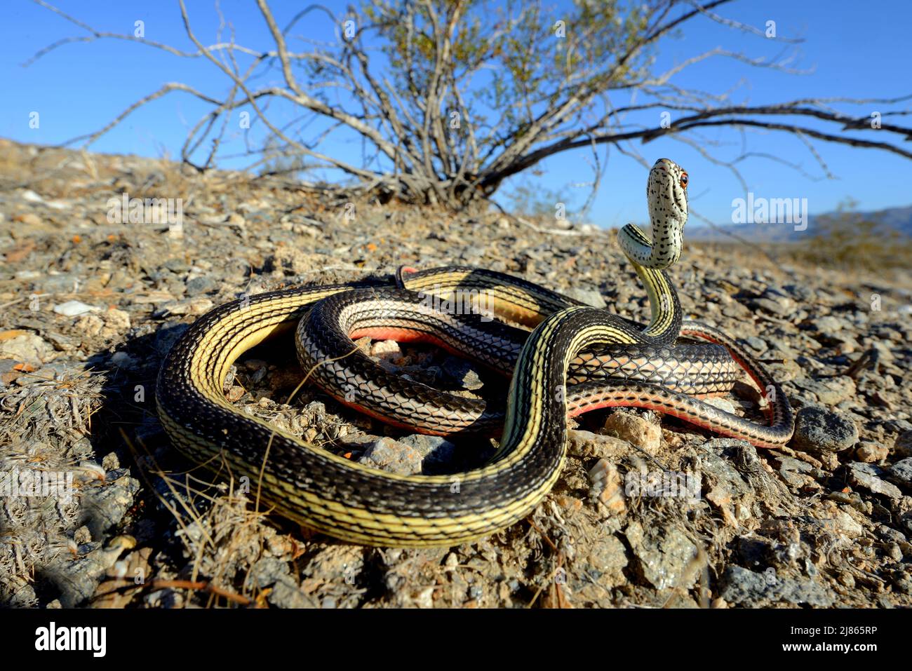 Desert striped Whipsnake - Mohave desert California Stock Photo - Alamy