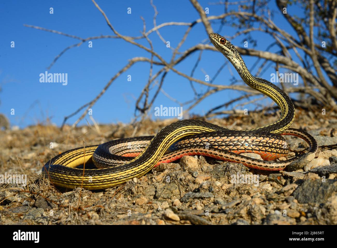 Desert striped Whipsnake - Mohave desert California Stock Photo - Alamy