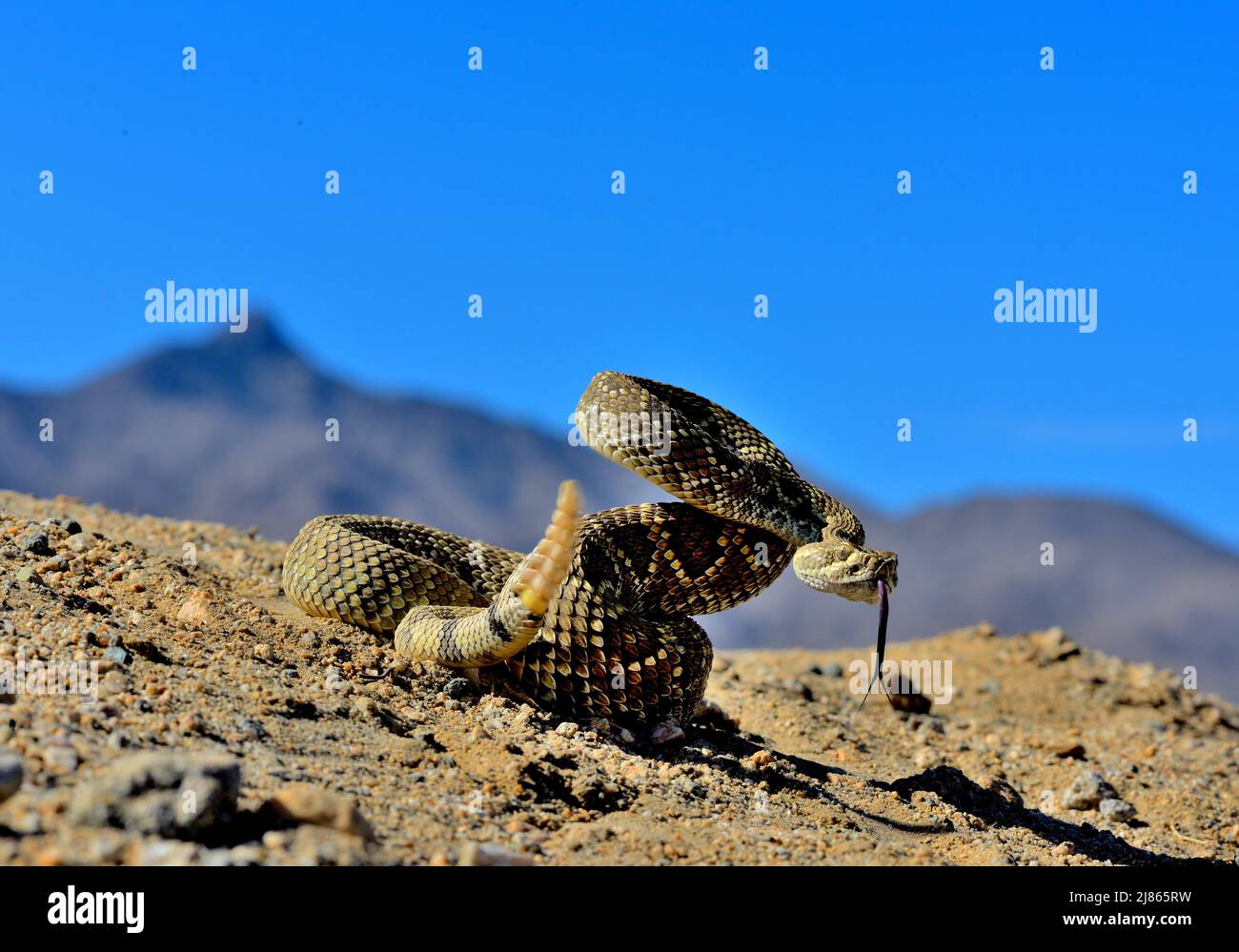 Rattlesnake crotalus scutulatus hi-res stock photography and images - Alamy