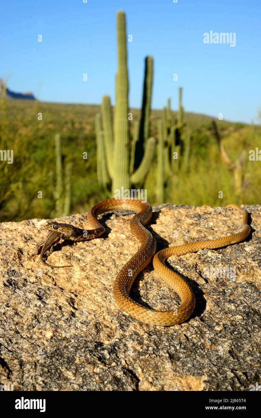 Red racer eating Sceloporus - Catalina foothill Arizona Stock Photo - Alamy