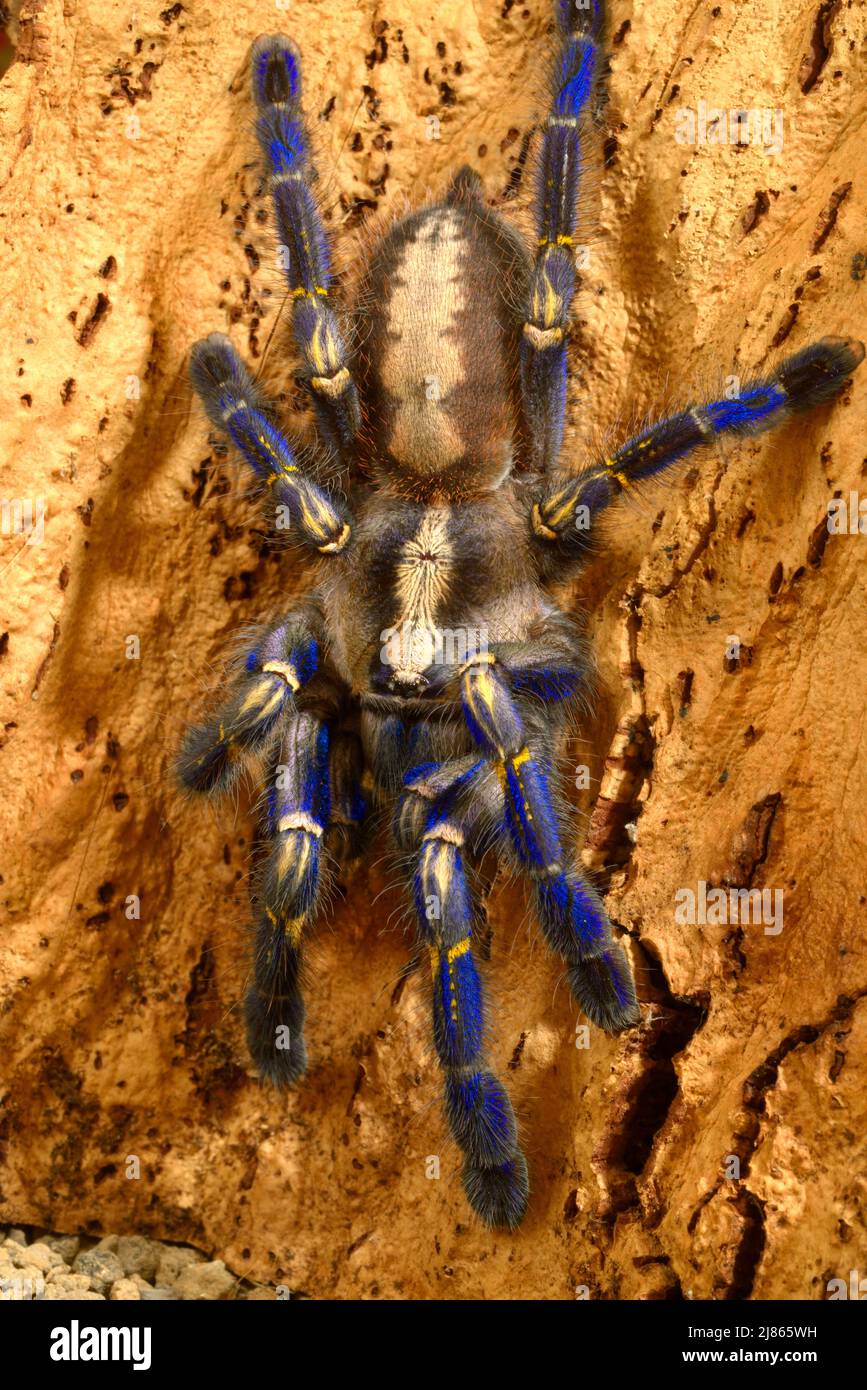 Metallic tarentula - Andra Pradesh India Stock Photo - Alamy