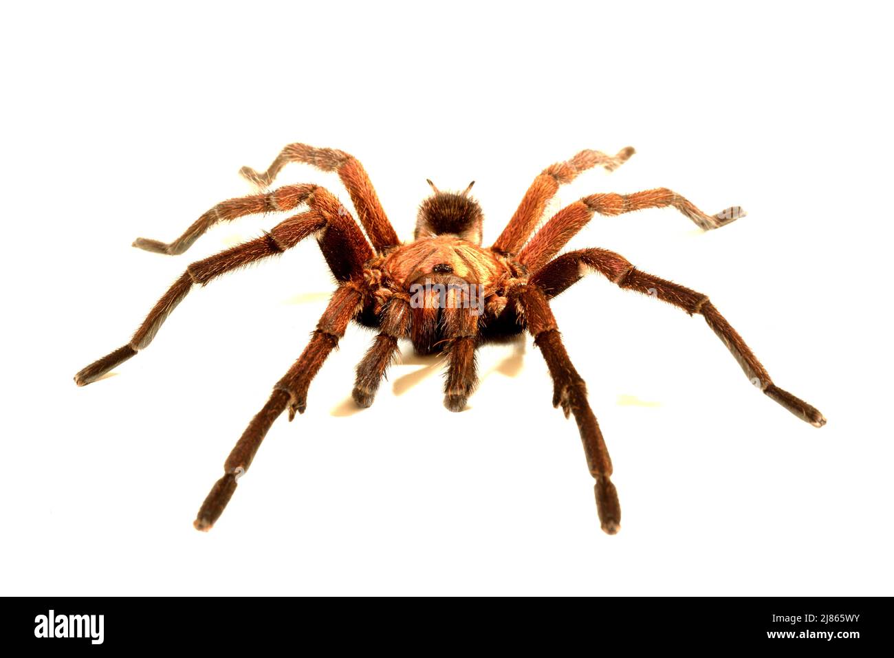 Hispaniolan giant tarentula on white background Stock Photo - Alamy