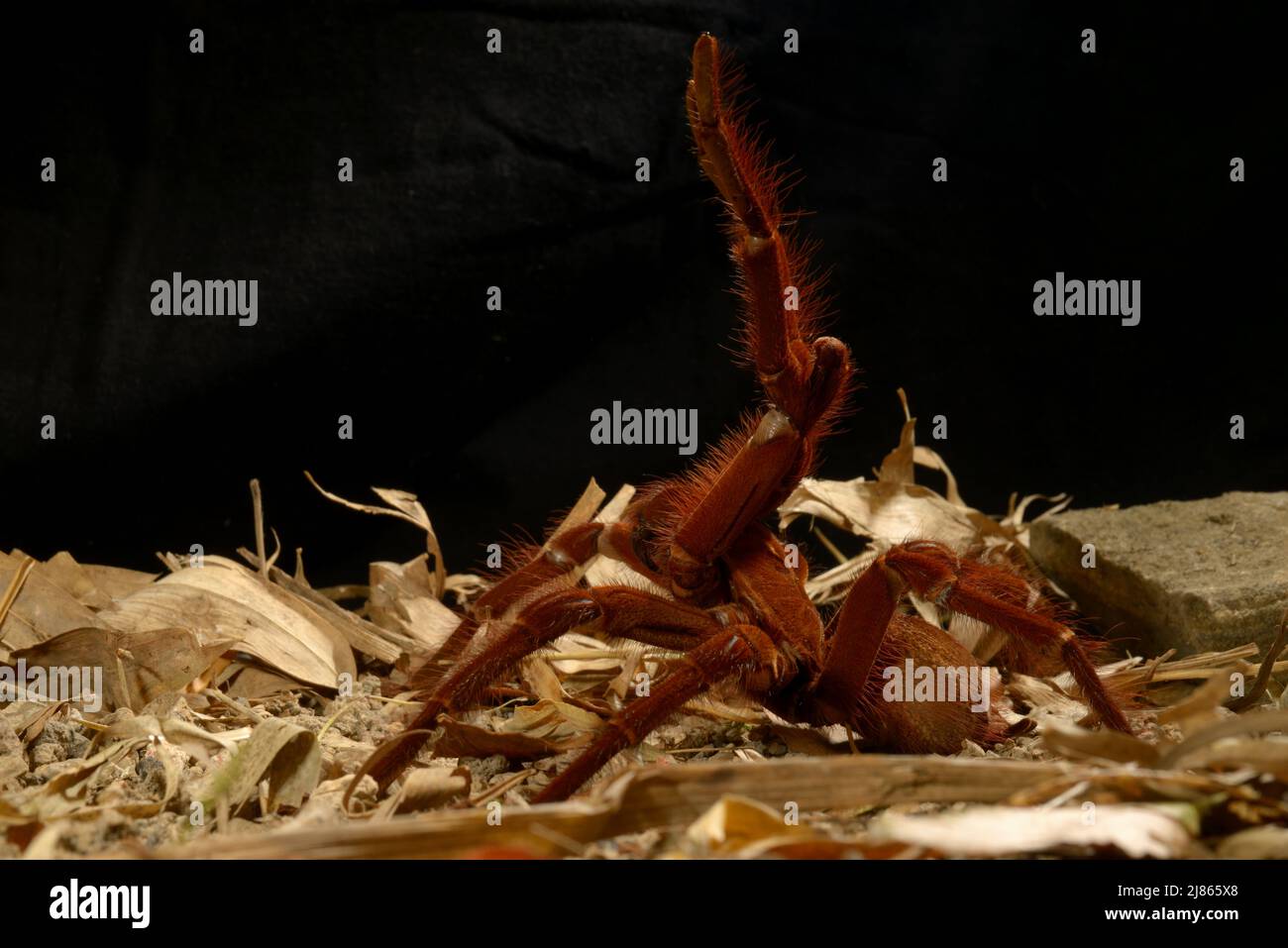 Portrait of Goliath bird-eating spider - French Guiana Stock Photo - Alamy