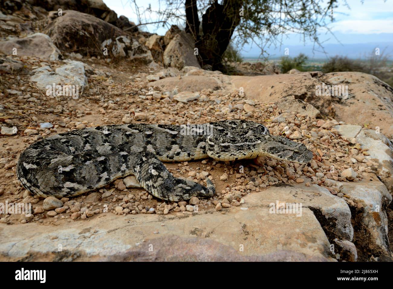 Puff adder bitis sp hi-res stock photography and images - Alamy