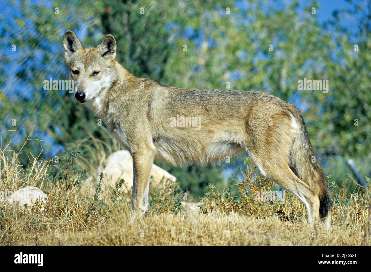 Young Mexican Wolf in captive breeding centre Mexico ; Zoo : Living ...