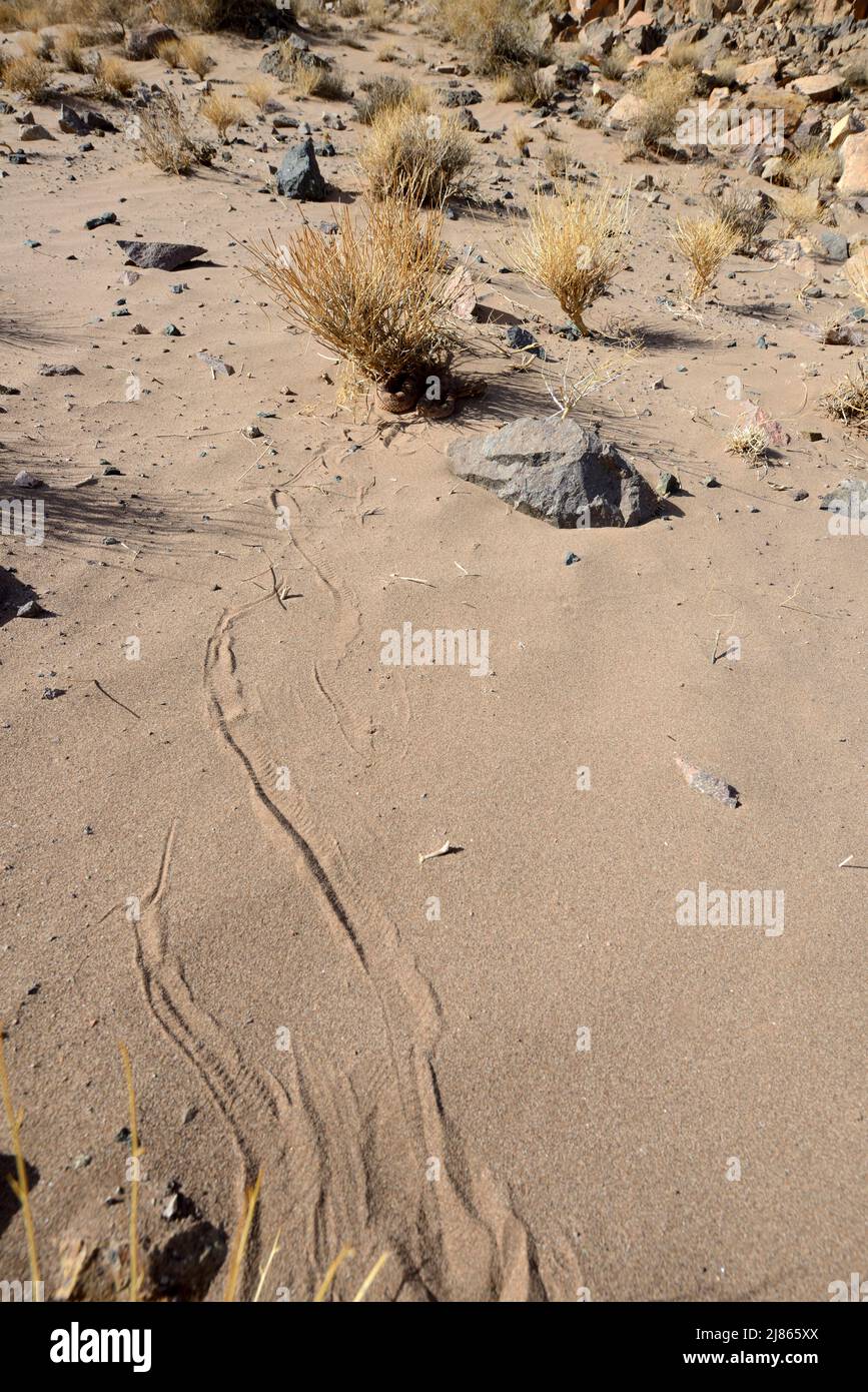 Horned Viper tracks in the desert - Ouarzazate Morocco Stock Photo - Alamy