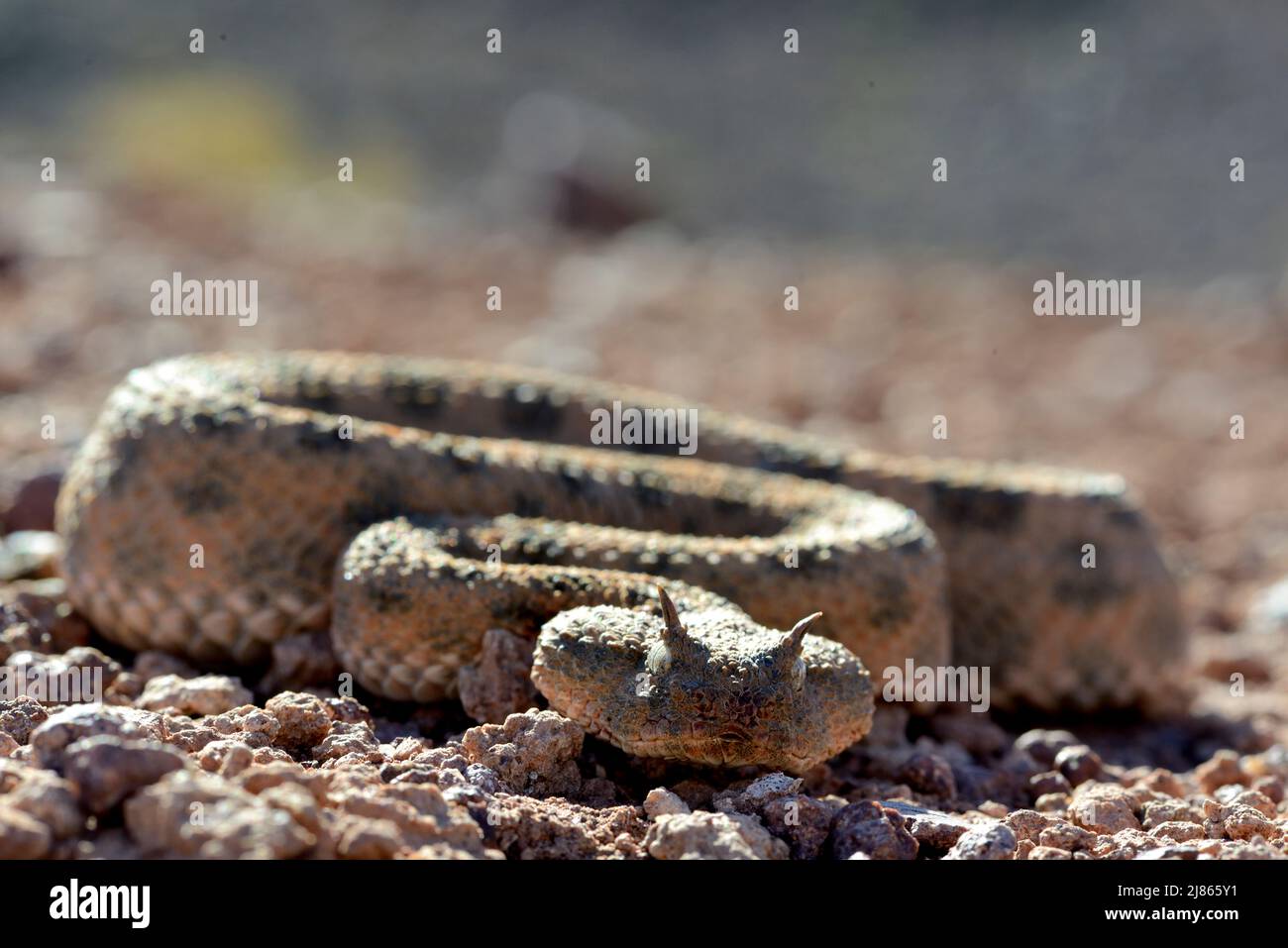Horned Viper in the desert - Ouarzazate Morocco Stock Photo - Alamy