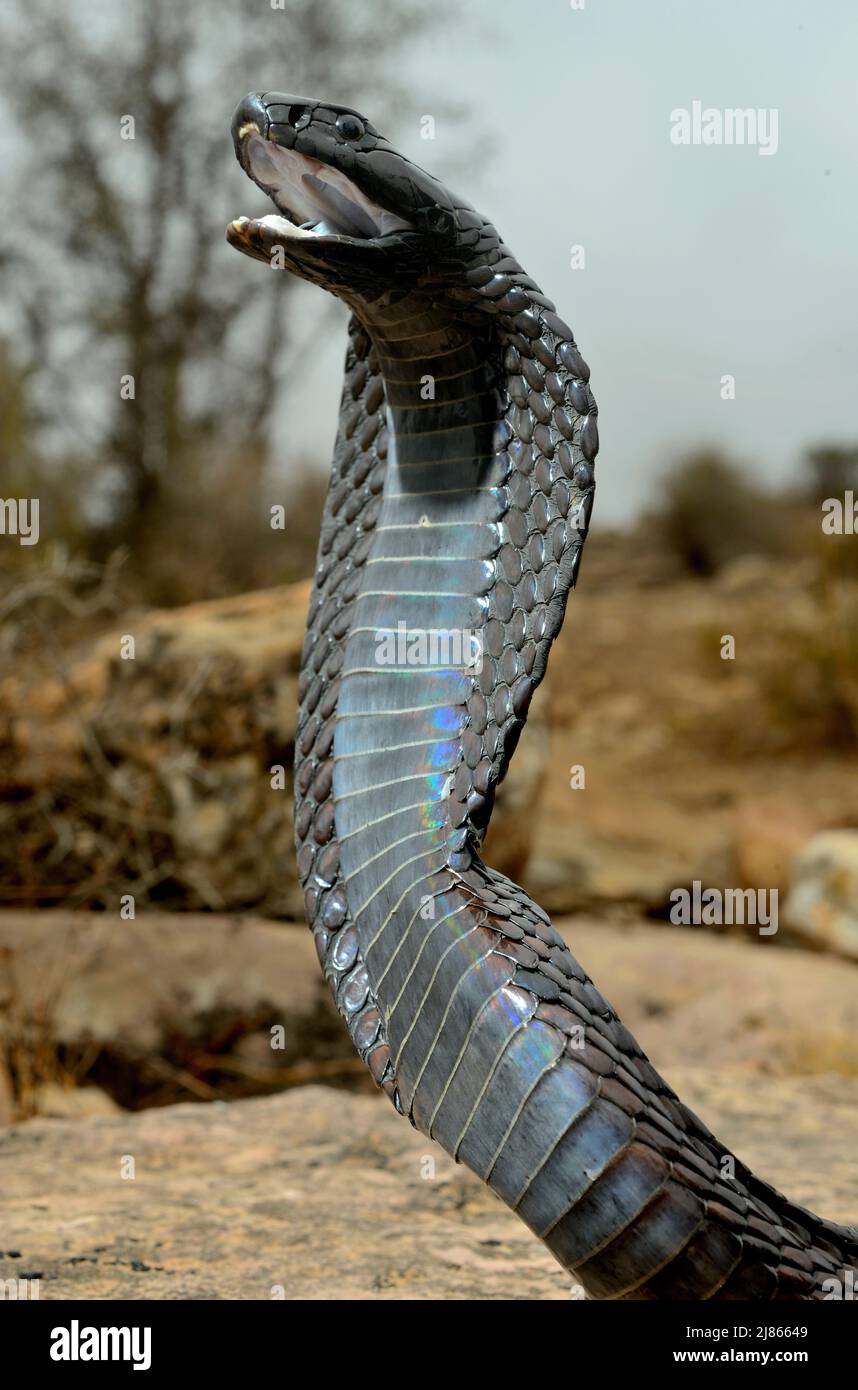 Portrait of Egyptian cobra in the desert - Taroudant Morocco Stock ...