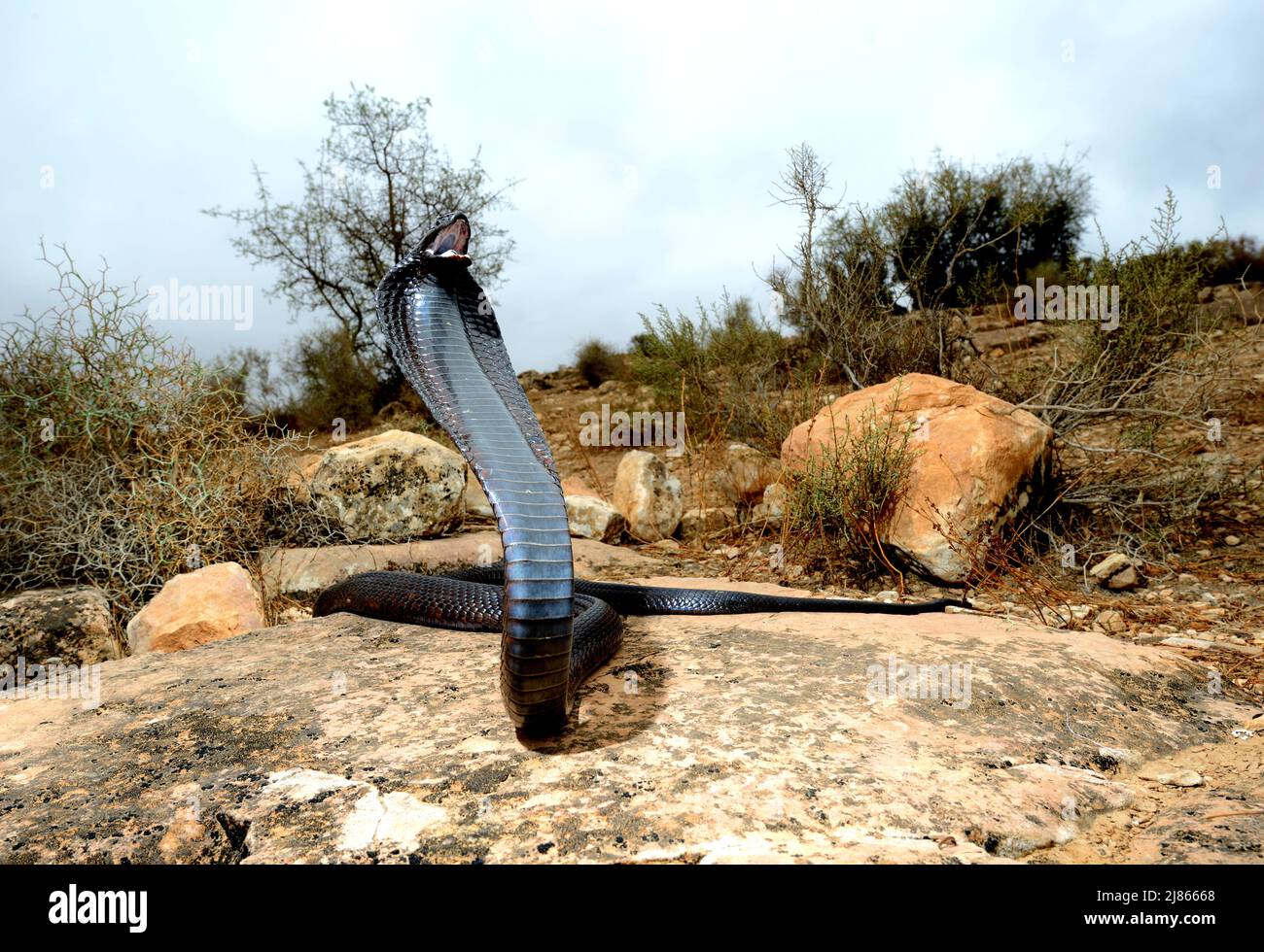 Egyptian cobra morocco hi-res stock photography and images - Alamy