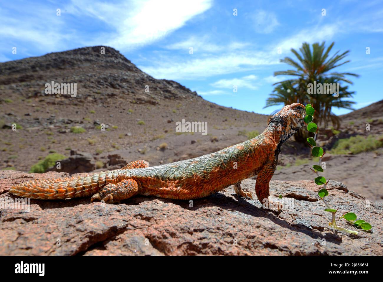 Moroccan Spiny-tailed Lizard on rock - Ouarzazate Morocco Stock Photo ...