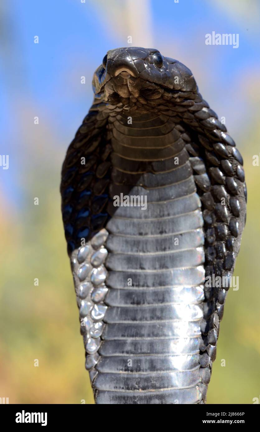 Portrait of Egyptian cobra - Ouarzazate Morocco Stock Photo - Alamy