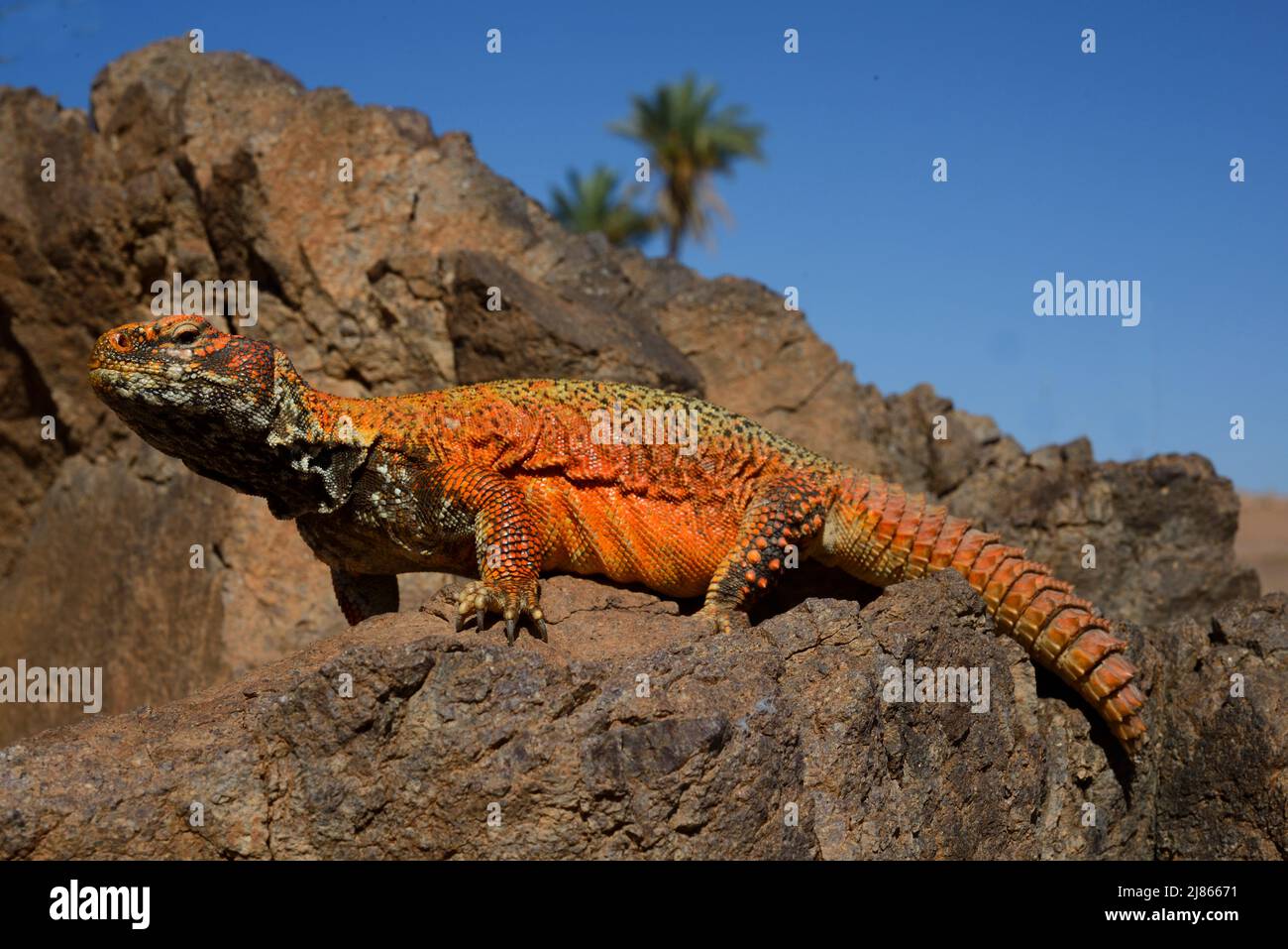 Moroccan Spiny-tailed Lizard on rock - Ouarzazate Morocco Stock Photo ...