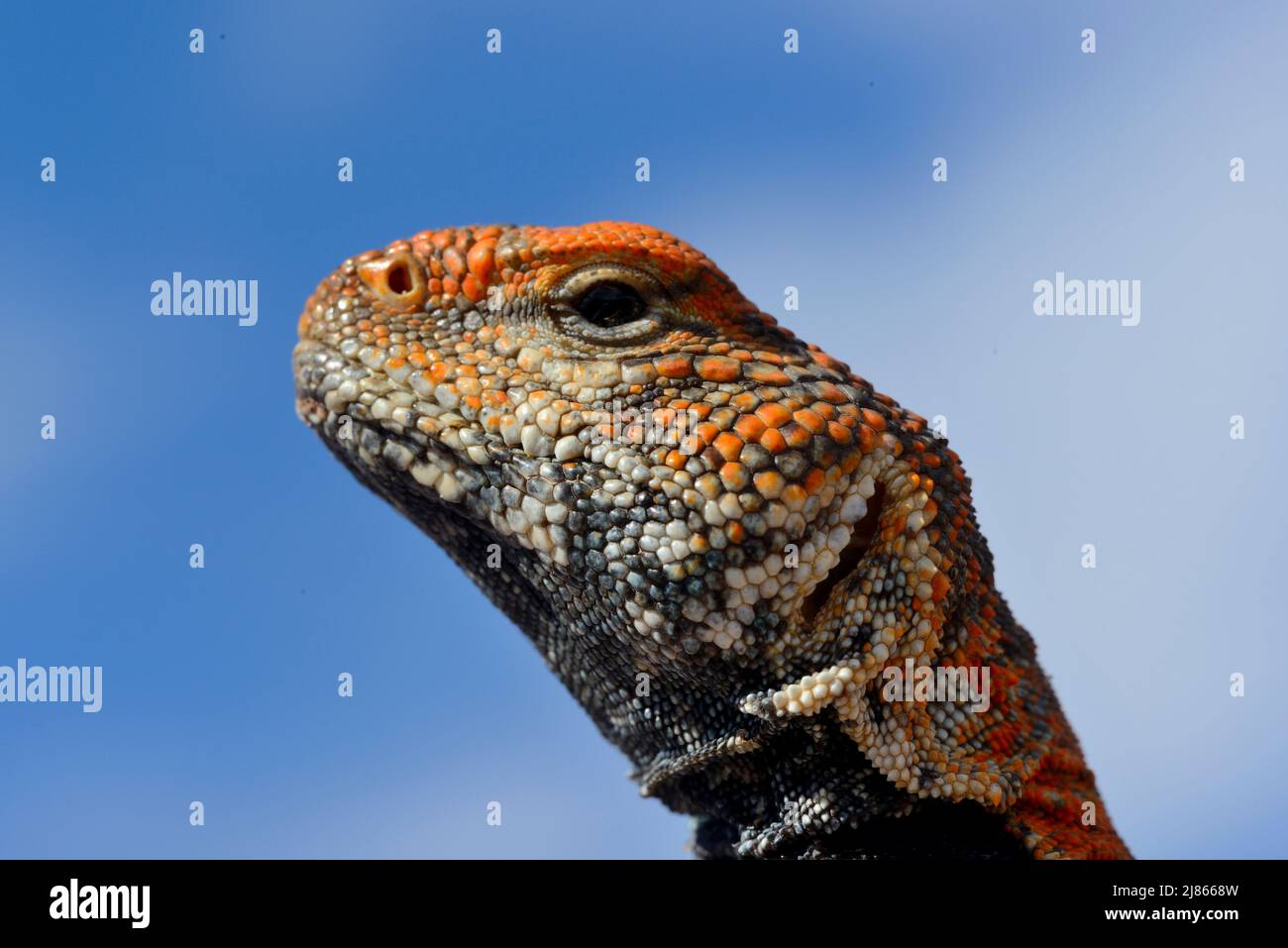 Portrait of Moroccan Spiny-tailed Lizard -Ouarzazate Morocco Stock ...