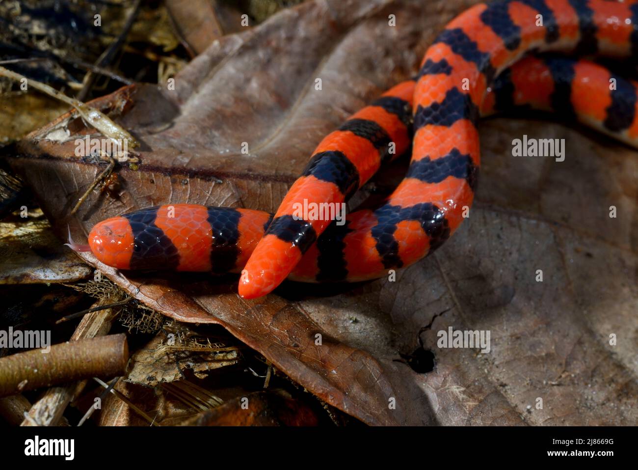 Bicolored snake hi-res stock photography and images - Alamy