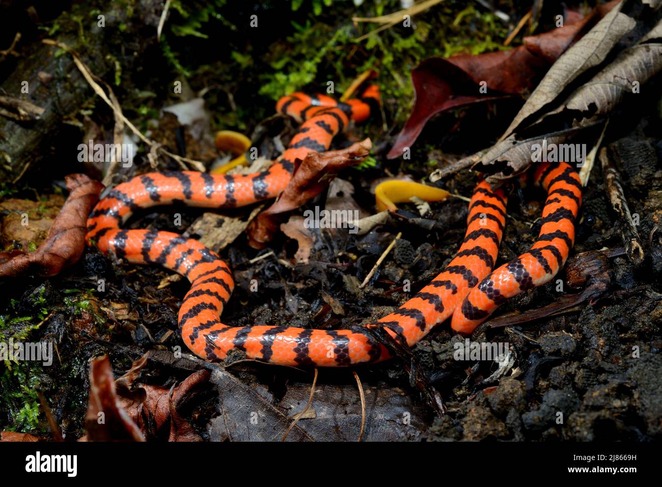 False Coral Snake on ground - French Guiana Stock Photo - Alamy