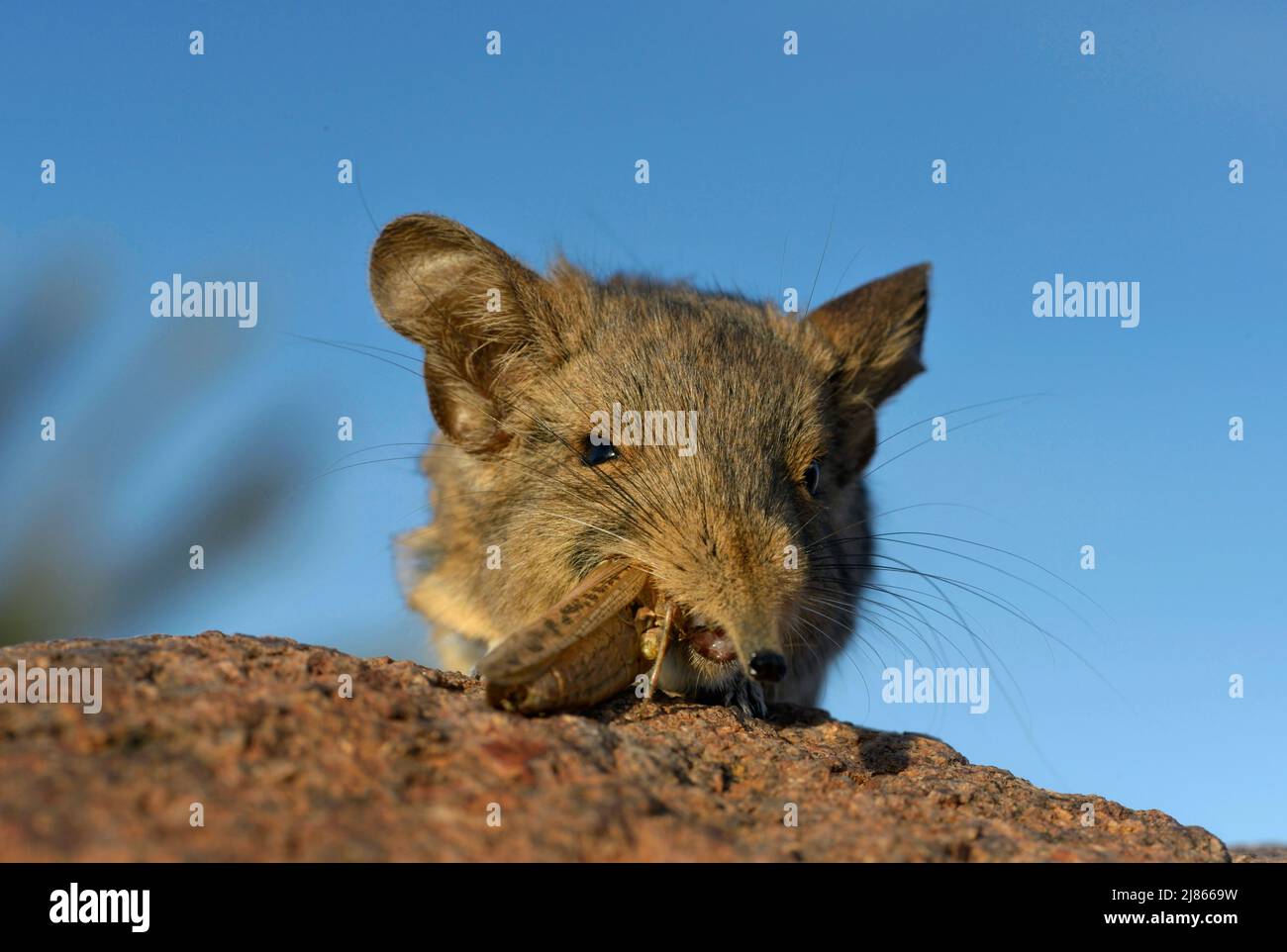 African insectivores hi-res stock photography and images - Alamy