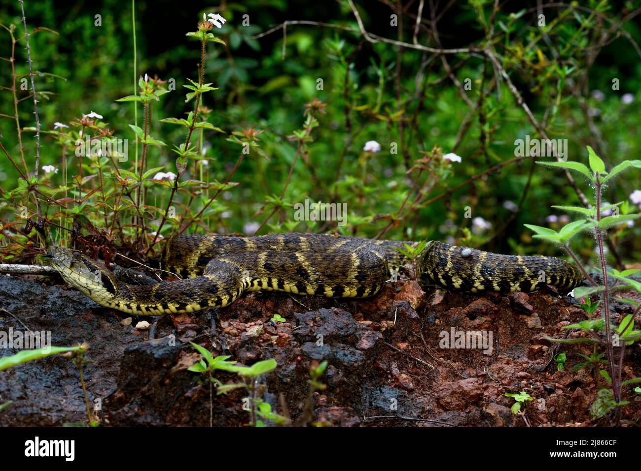 Lance-headed viper on ground - French Guiana Stock Photo - Alamy