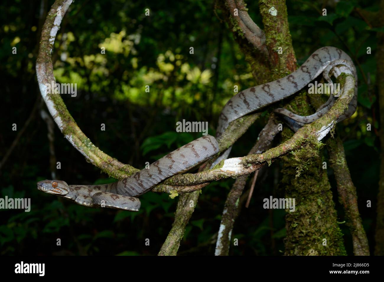 Amazon tree boa on a branch - French Guiana Stock Photo - Alamy