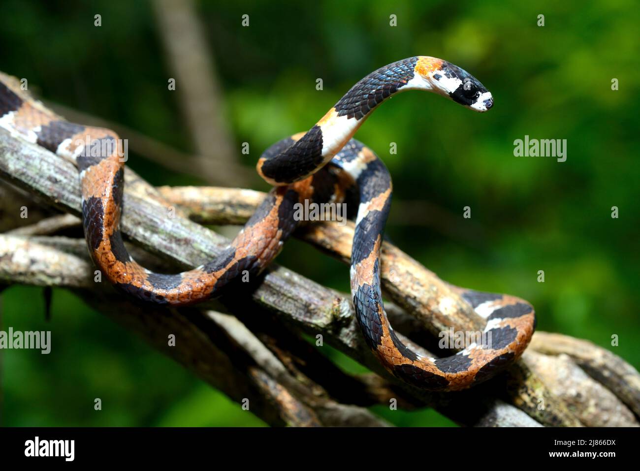 Arboreal snail hi-res stock photography and images - Alamy