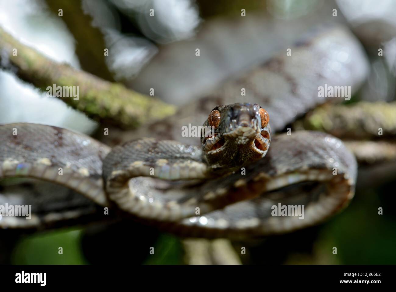 Portrait of Amazon tree boa on a branch - French Guiana Stock Photo - Alamy
