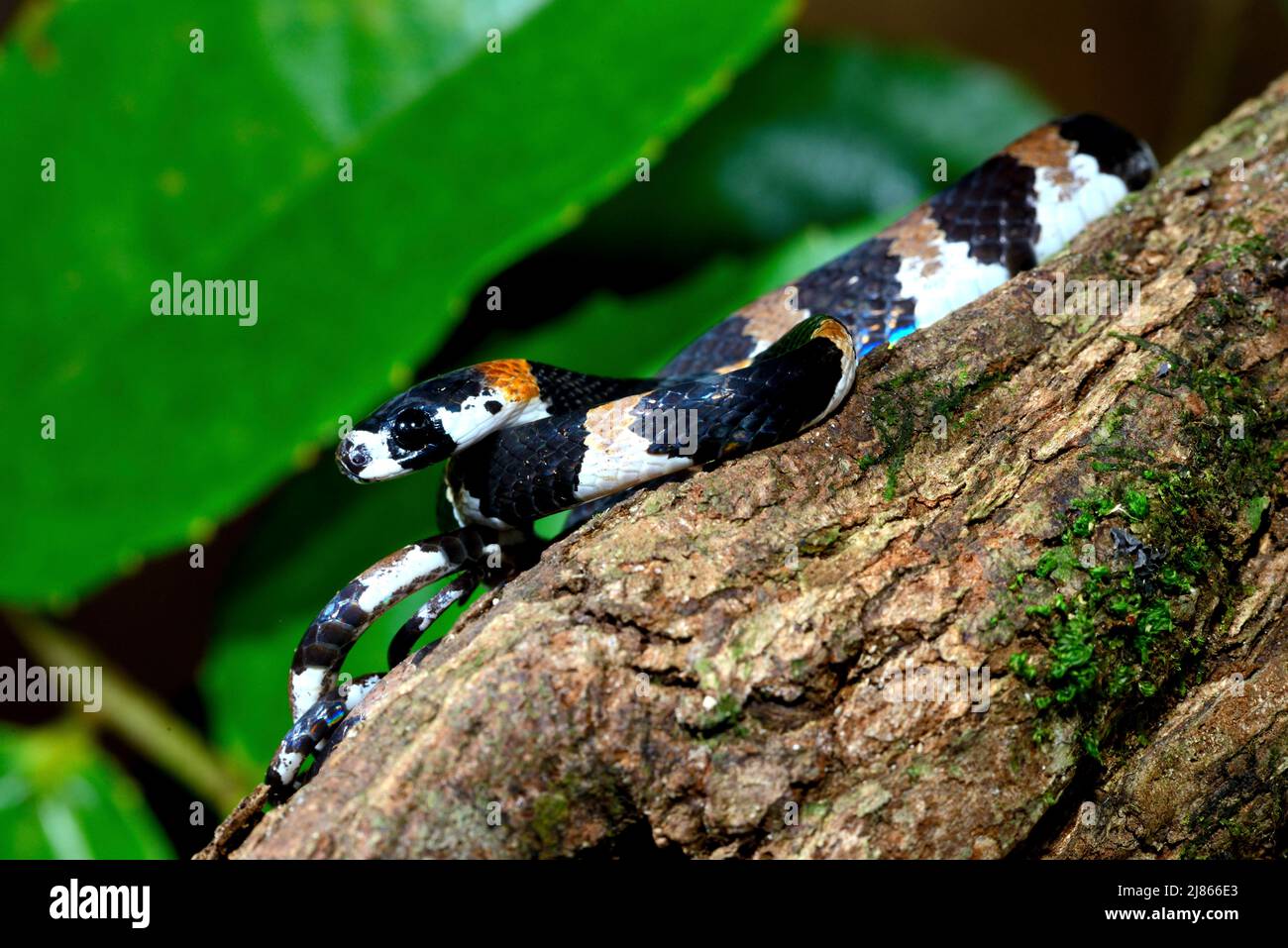 Catesby's snail-eating snake on branch - French Guiana Stock Photo - Alamy
