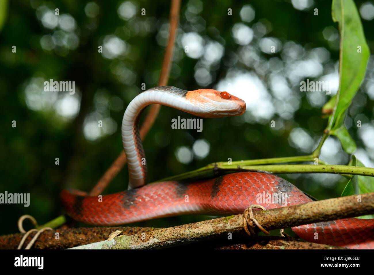 Flat morphology hi-res stock photography and images - Alamy