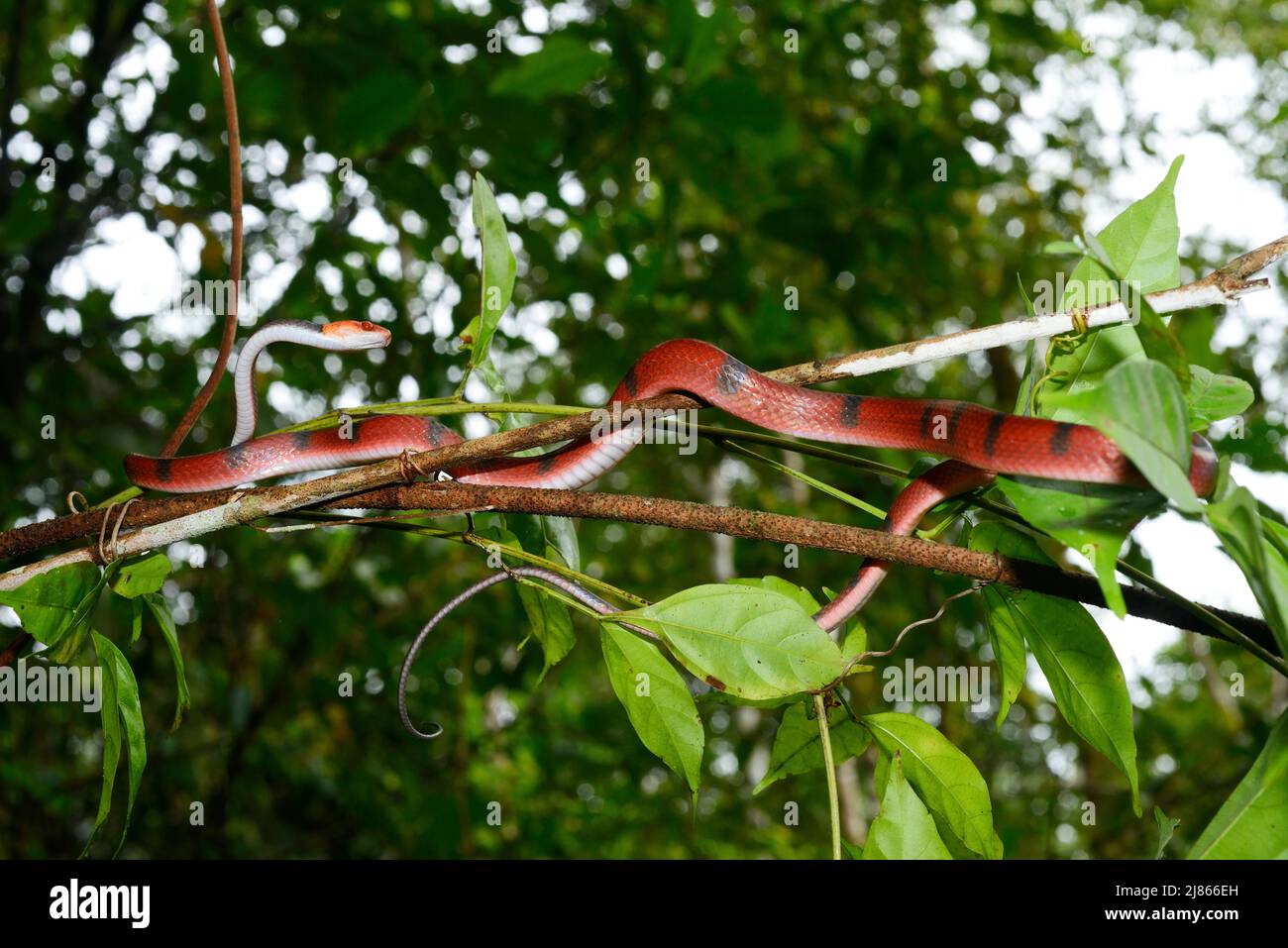 Tropical flat snake hi-res stock photography and images - Alamy