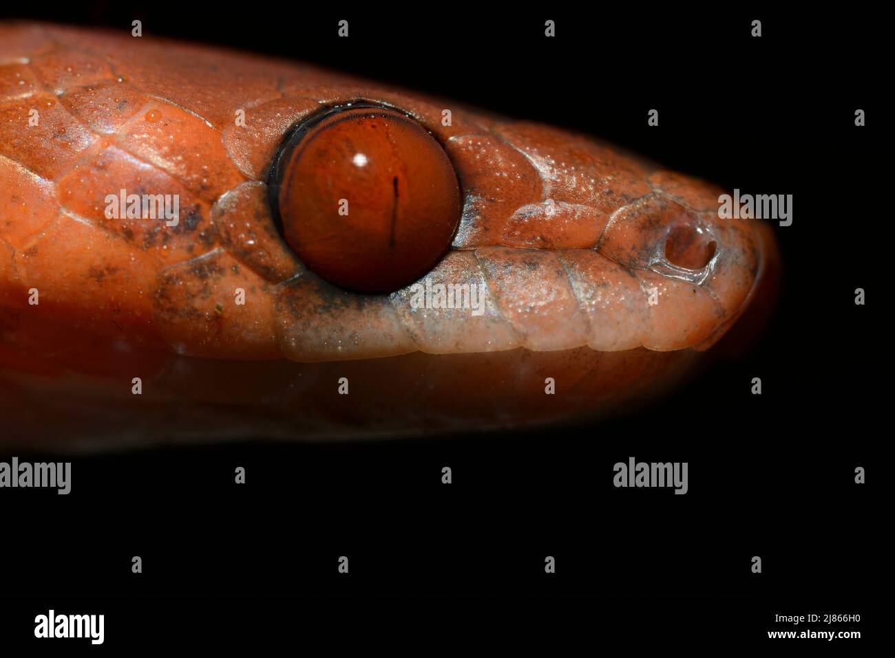 Tropical flat snake hi-res stock photography and images - Alamy