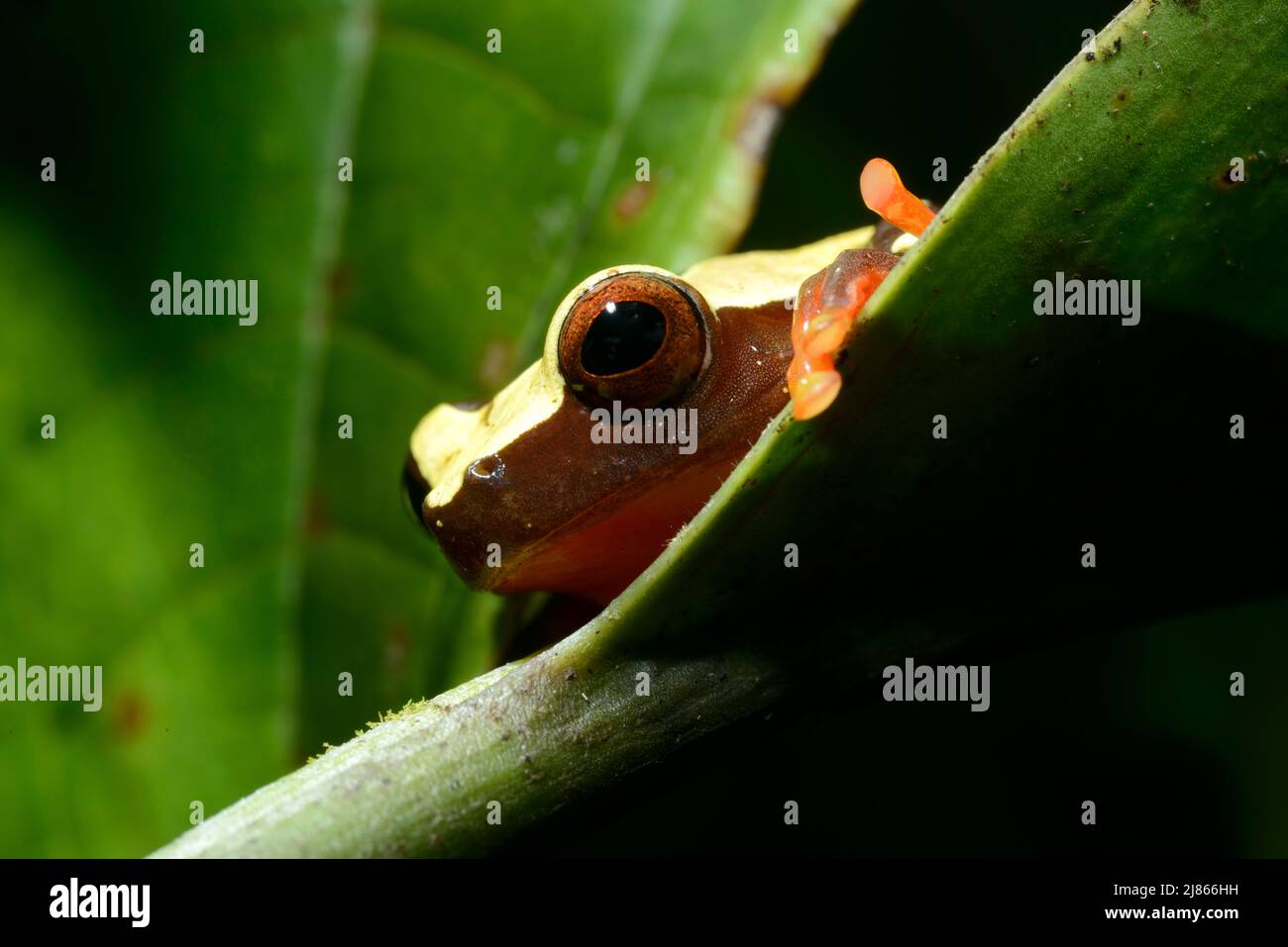 White leaf frog dendropsophus leucophyllatus hi-res stock photography ...