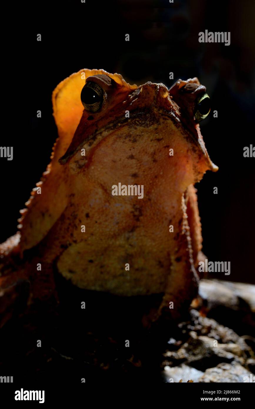 Margaritifera hi-res stock photography and images - Alamy