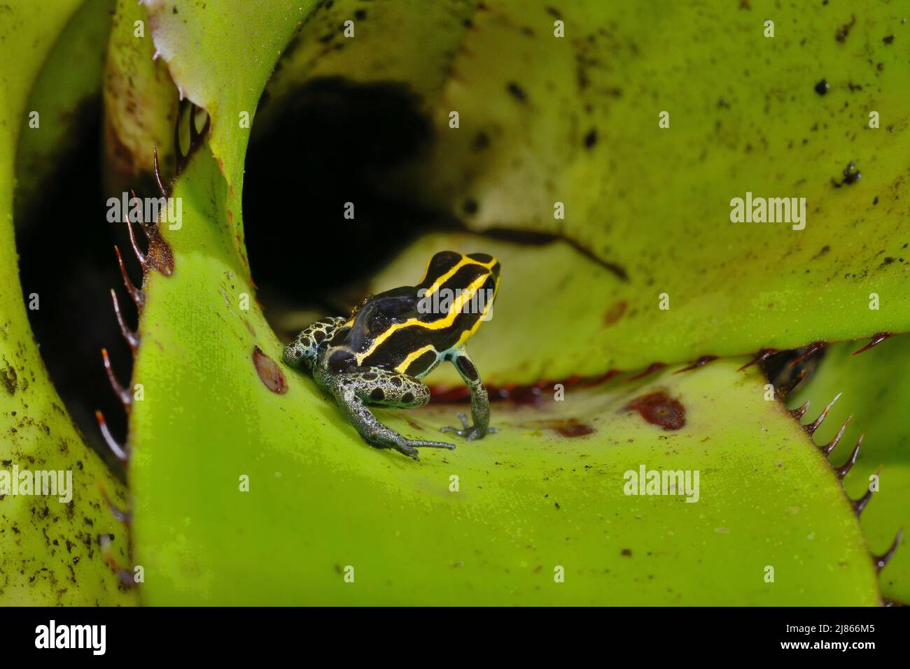 Reticulated poison frog with a tadpole on the back - Giuana Stock Photo ...