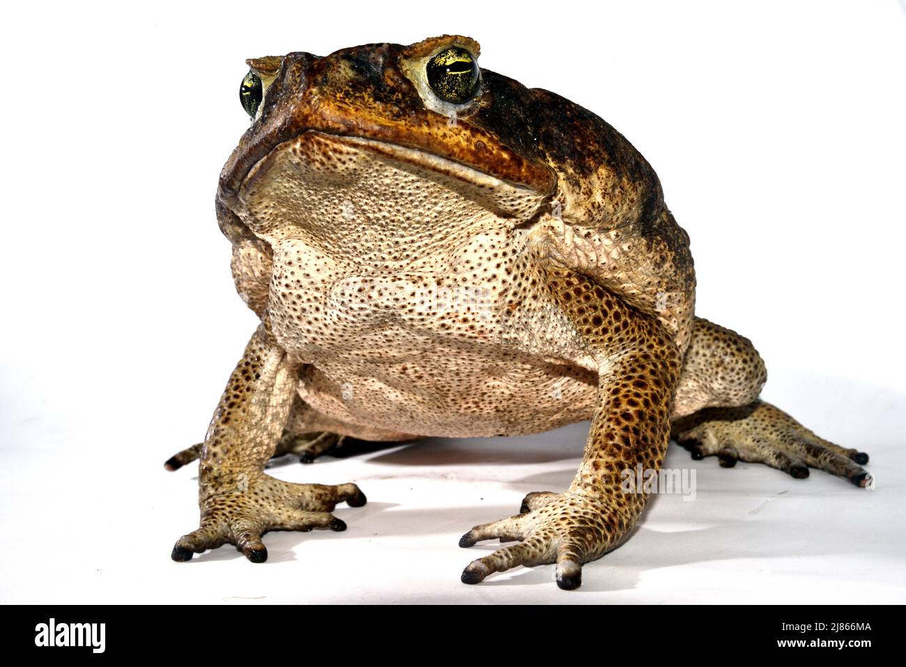 Cane toad on white background Stock Photo - Alamy